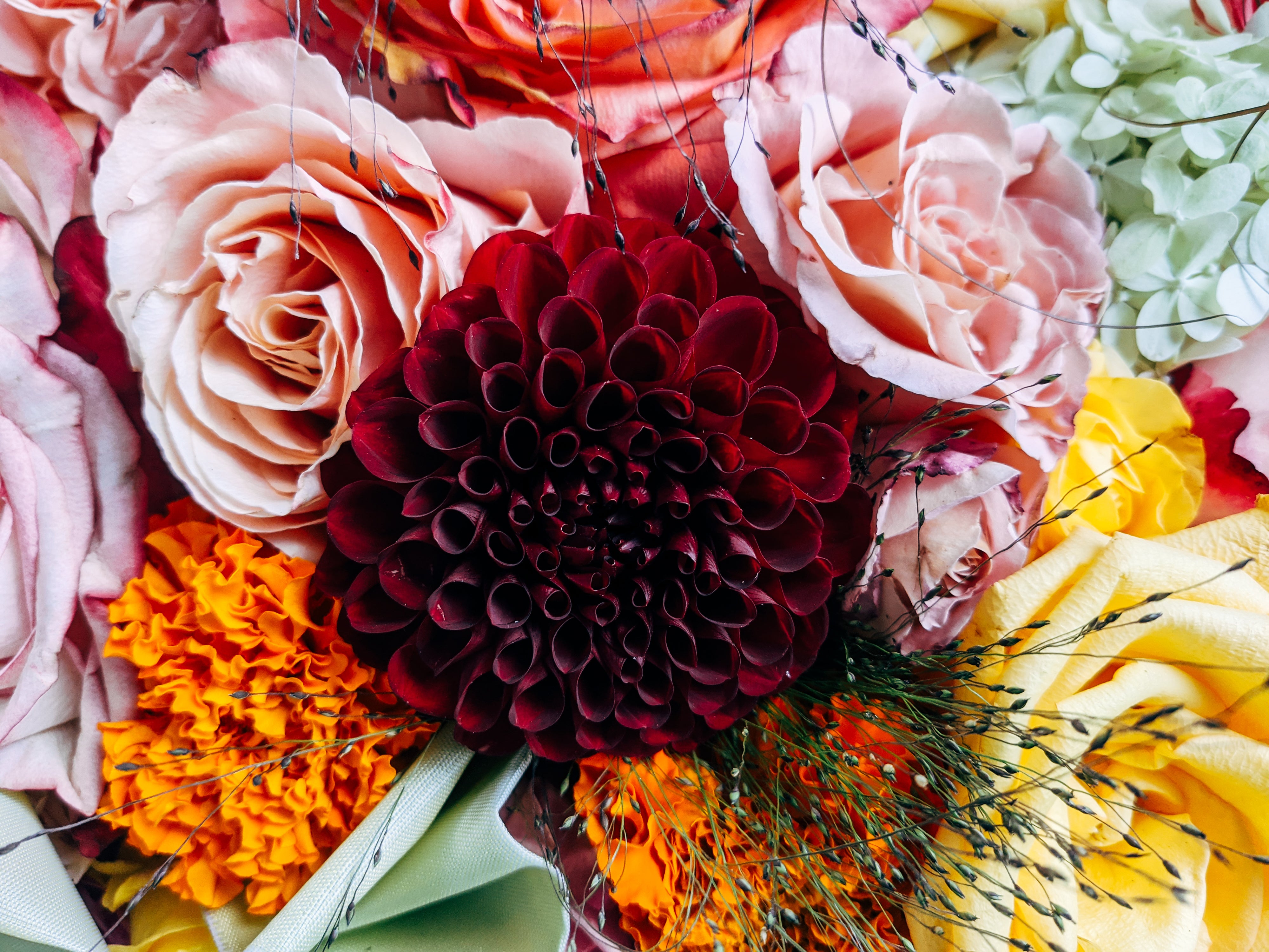 Dahlia CSA – Floriculture Flower Farm